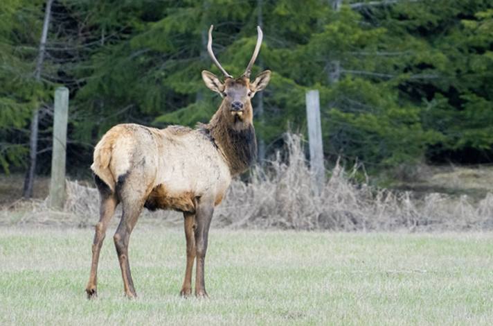 About Us – Chapman Springs Ranch